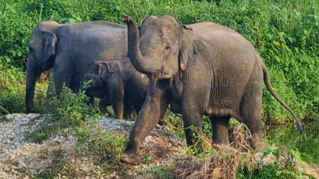 Unseen Beauty: Wild Elephants in Their Element - YouTube