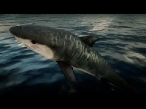 Shark Swimming in Guarma - Red Dead Redemption 2 - YouTube