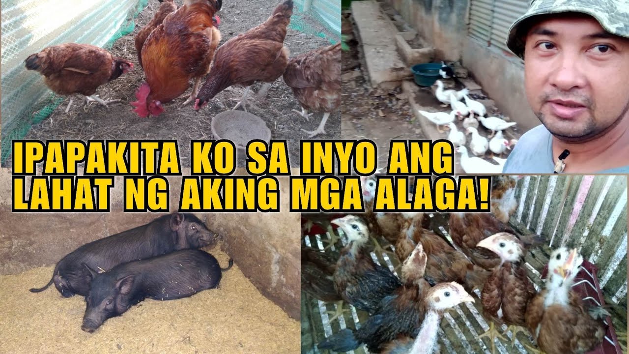 IPAPAKITA KO SA INYO ANG LAHAT NG AKING MGA ALAGA! - YouTube