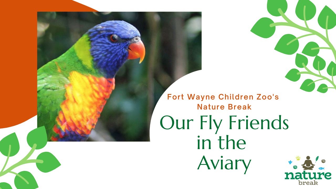 Fly Friends in the Aviary - Fort Wayne Children's Zoo - YouTube