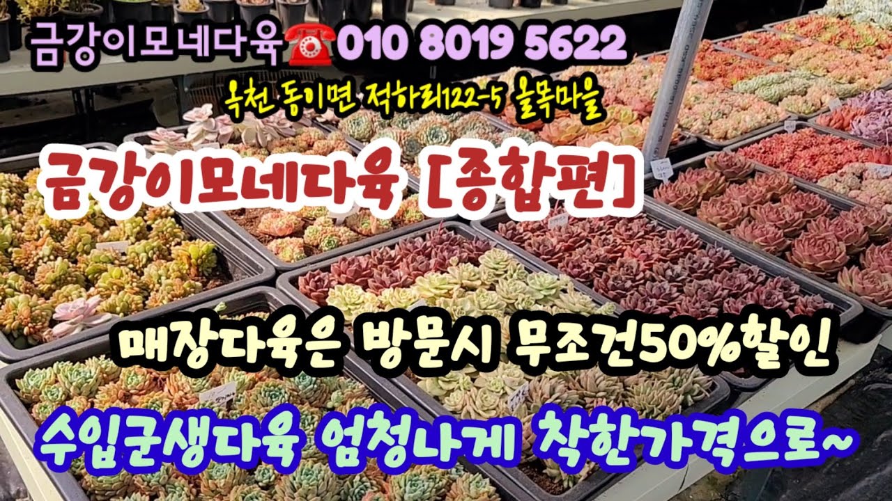 금강이모네다육 수입군생 종합편매장내 전체 다육 공개수입다육 제외 일부품종 방문시50할인유료광고포함 Youtube