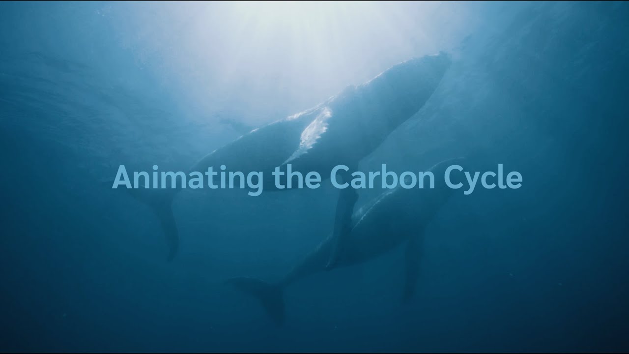 Animating the carbon cycle | Biodiversity & the Climate - YouTube