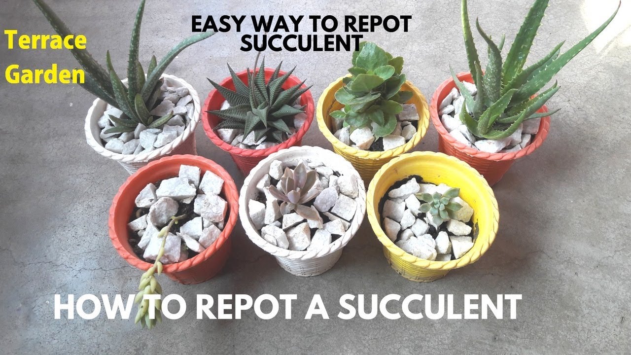 How to Plant a Succulent // Succulent Tips for Beginners-[TERRACE ...