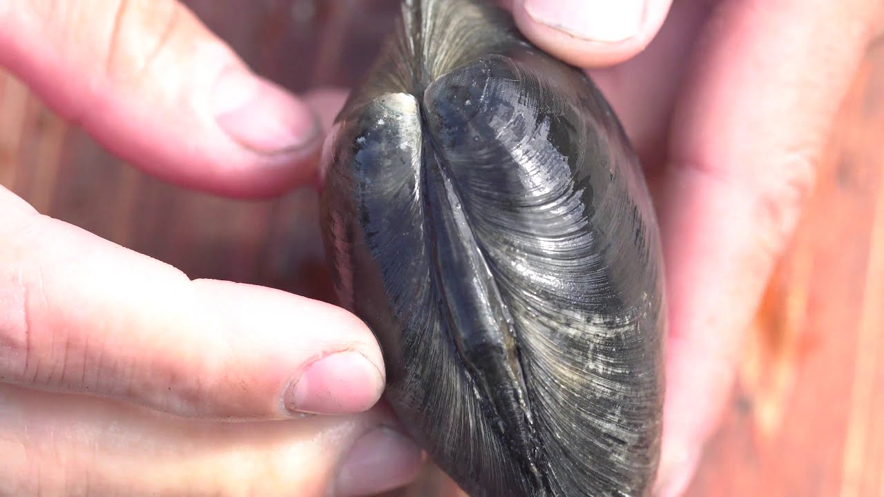 Butter Clams: Clamming with ODFW - YouTube