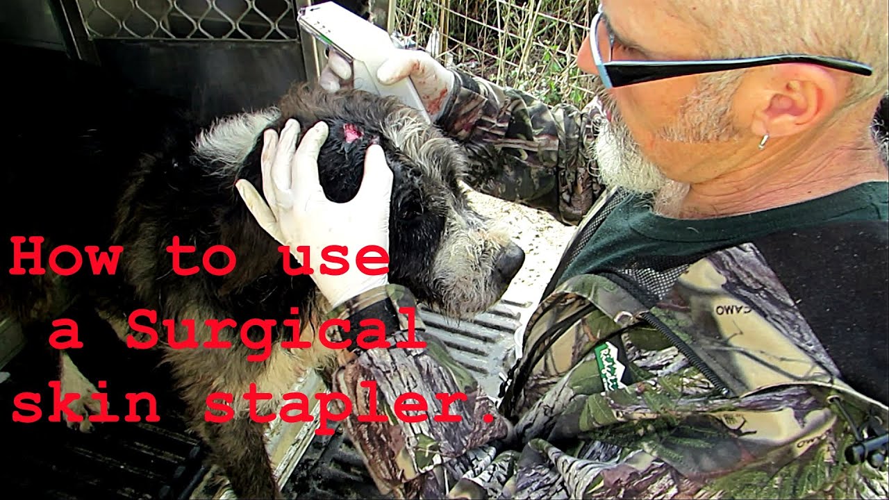 Using a surgical skin stapler on a dog. Q & A - YouTube