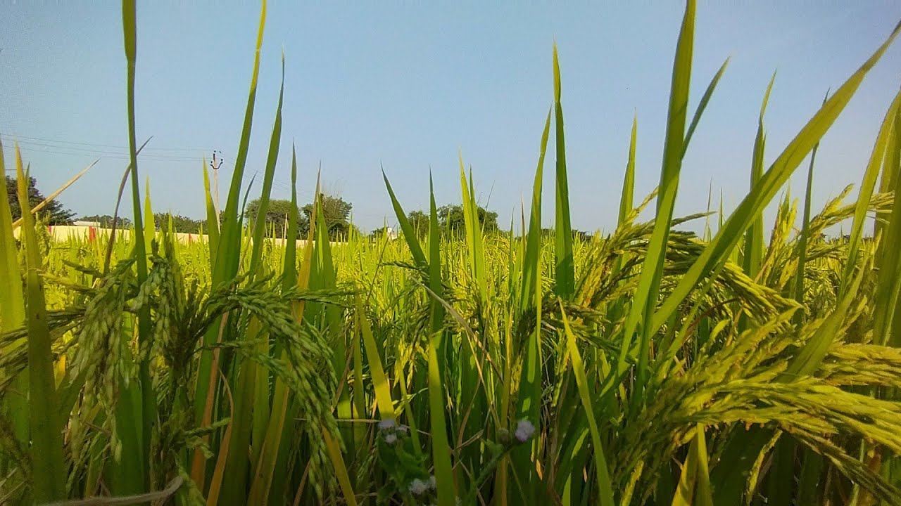 Dhaan 🌾 ka Fasal Off Faisal The End 🥰 #farm - YouTube