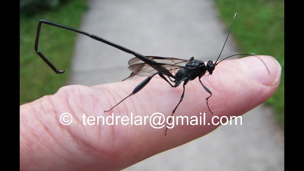 Un insecte à l'abdomen démesuré : le pélécinide - YouTube
