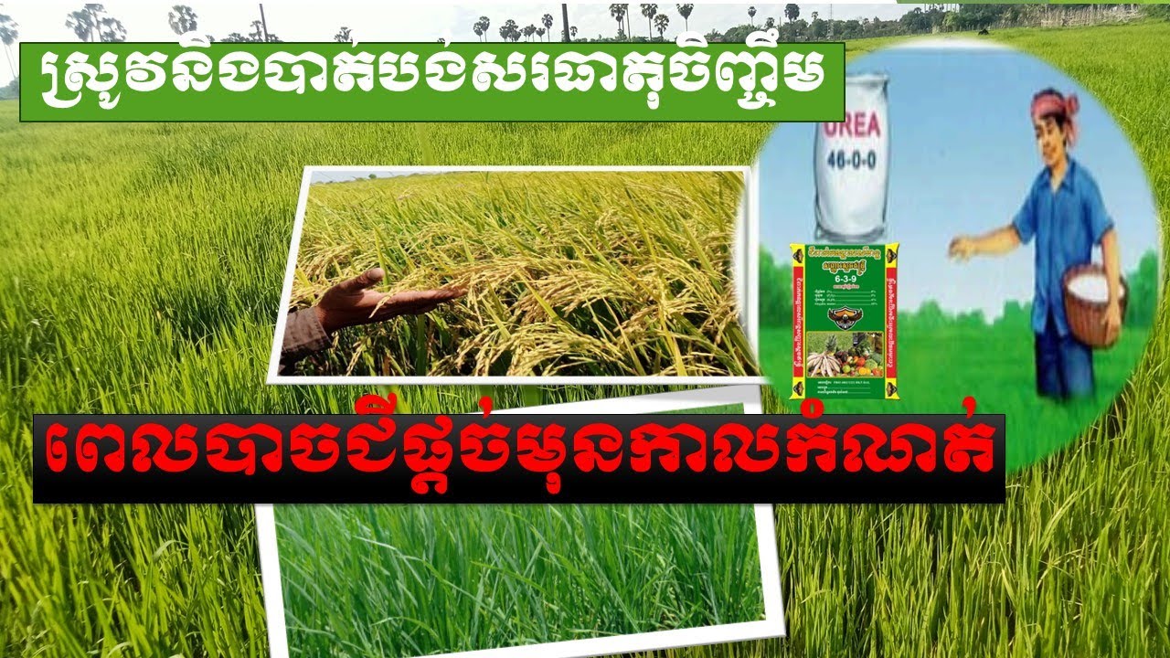 EP366 ស្រូវនិងបាត់បង់សារធាតុចិញ្ចឹមពេល បាចជីផ្តាច់មុនកាលកំណត់ !!! - YouTube