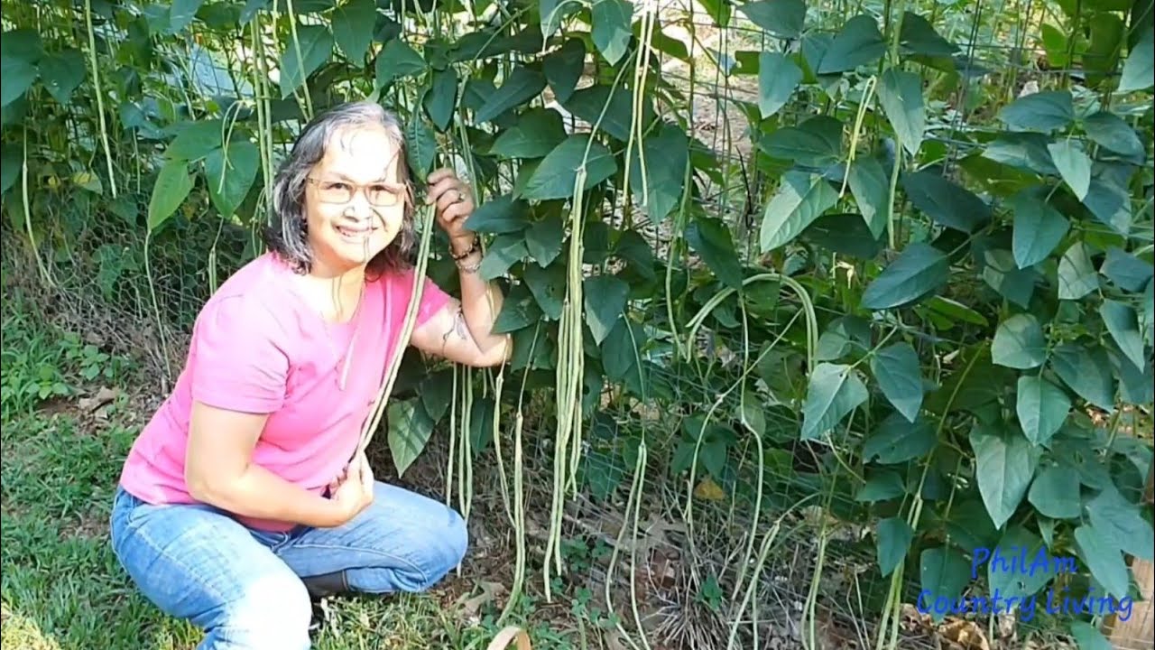 Harvesting String Bean/Long Bean/Sitaw "PhilAm Country Living" - YouTube