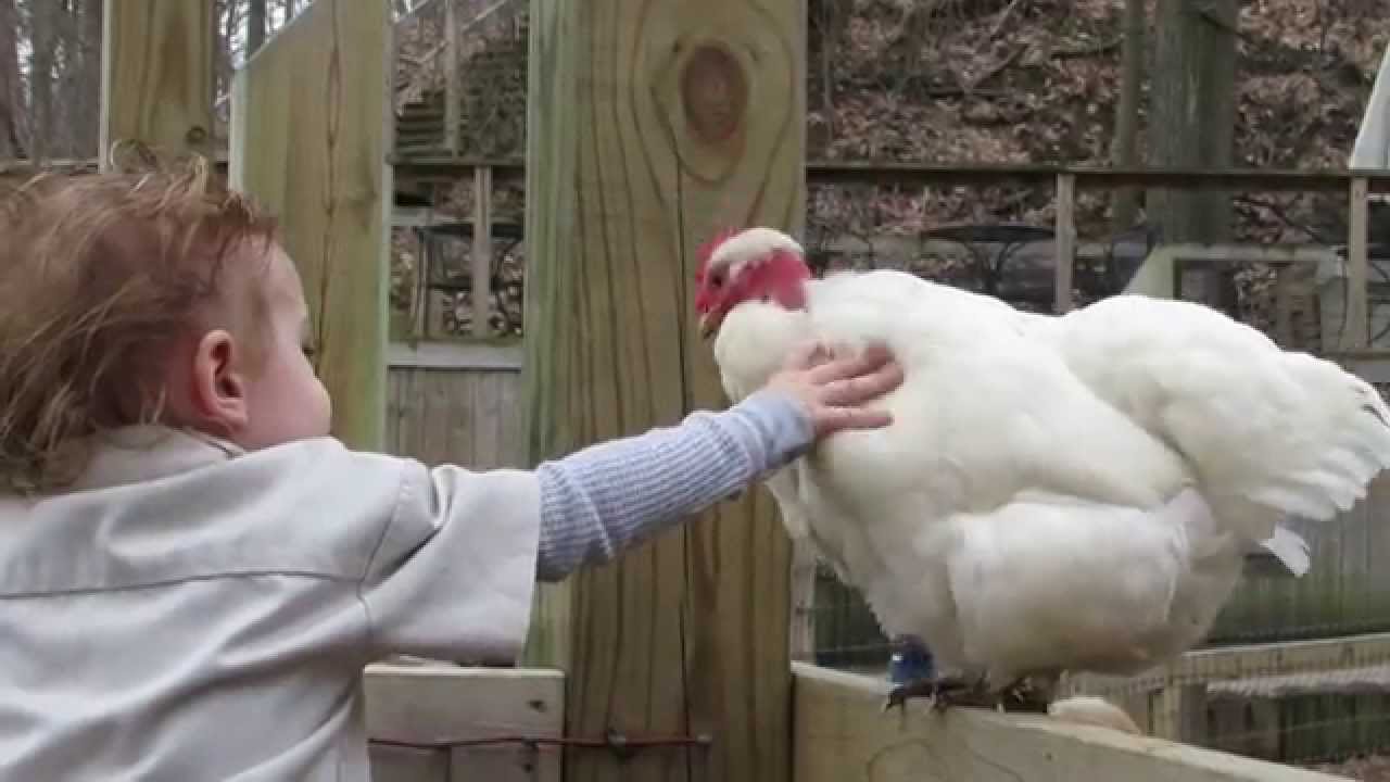 Petting A Chicken - YouTube