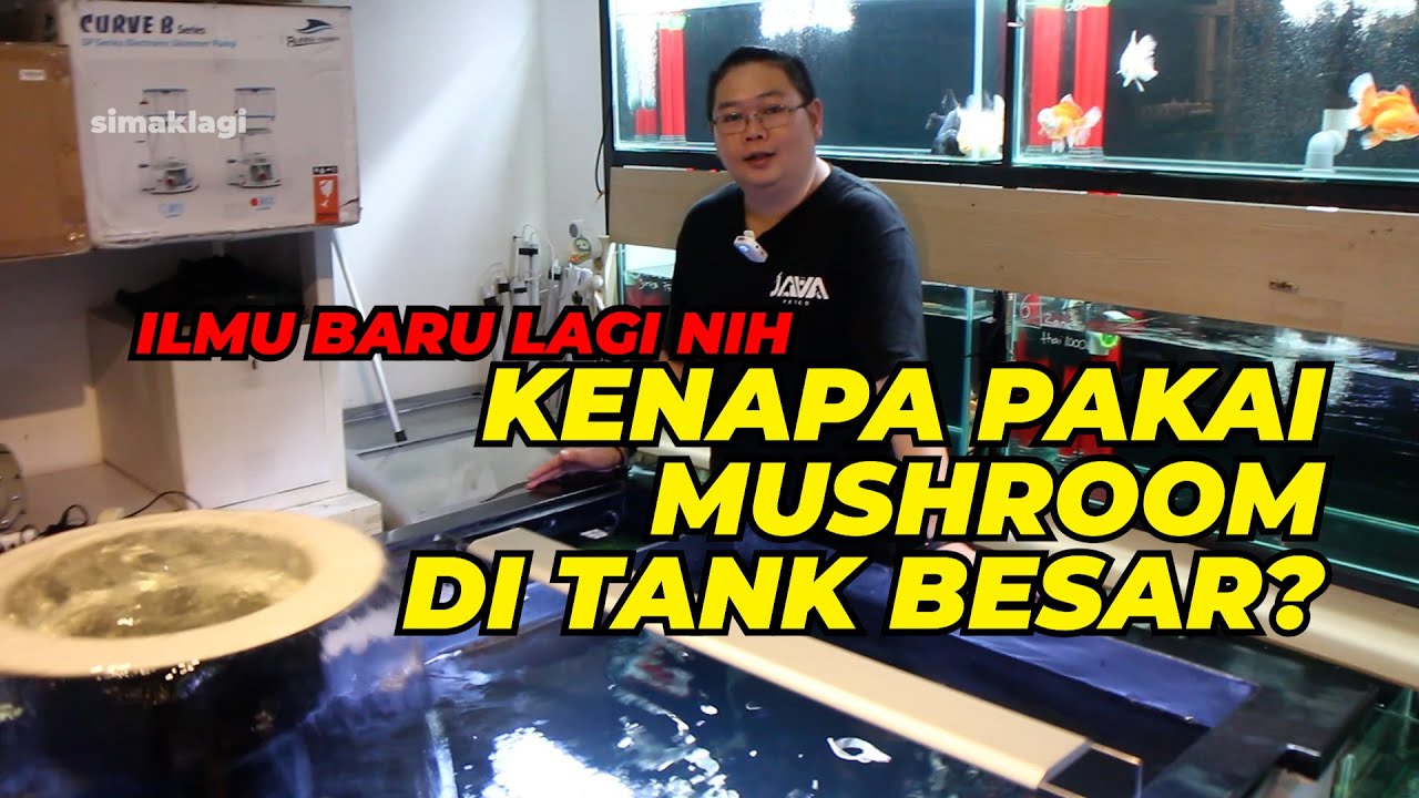 Bedah Filtrasi Tank Besar Java Goldfish Playground - YouTube