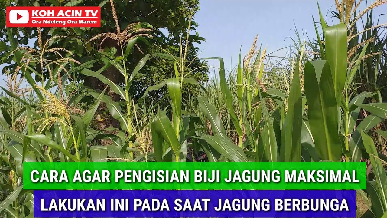 CARA AGAR PENGISIAN BIJI JAGUNG MAKSIMAL LAKUKAN INI PADA SAAT JAGUNG ...