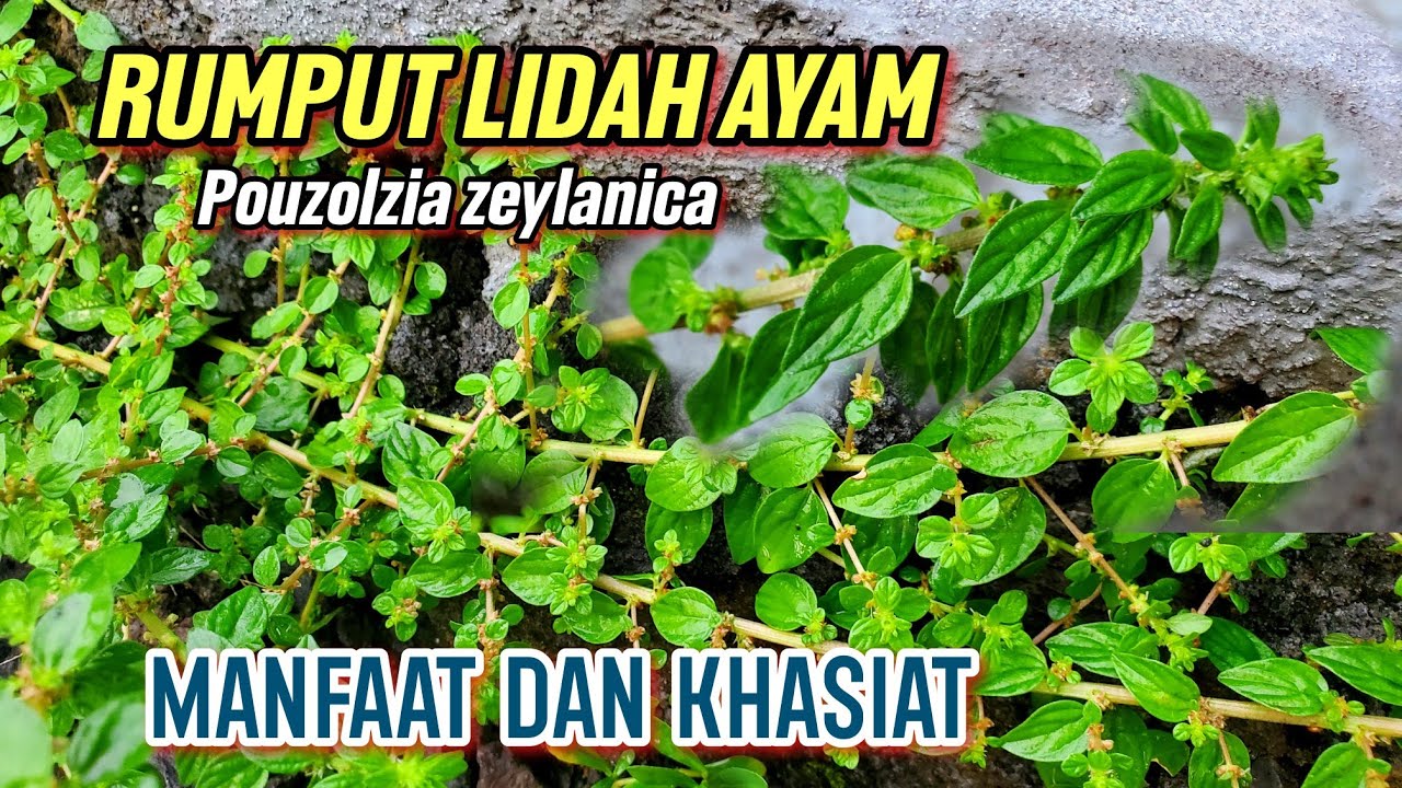 MANFAAT RUMPUT LIDAH AYAM UNTUK KESEHATAN | Pouzolzia zeylanica - YouTube