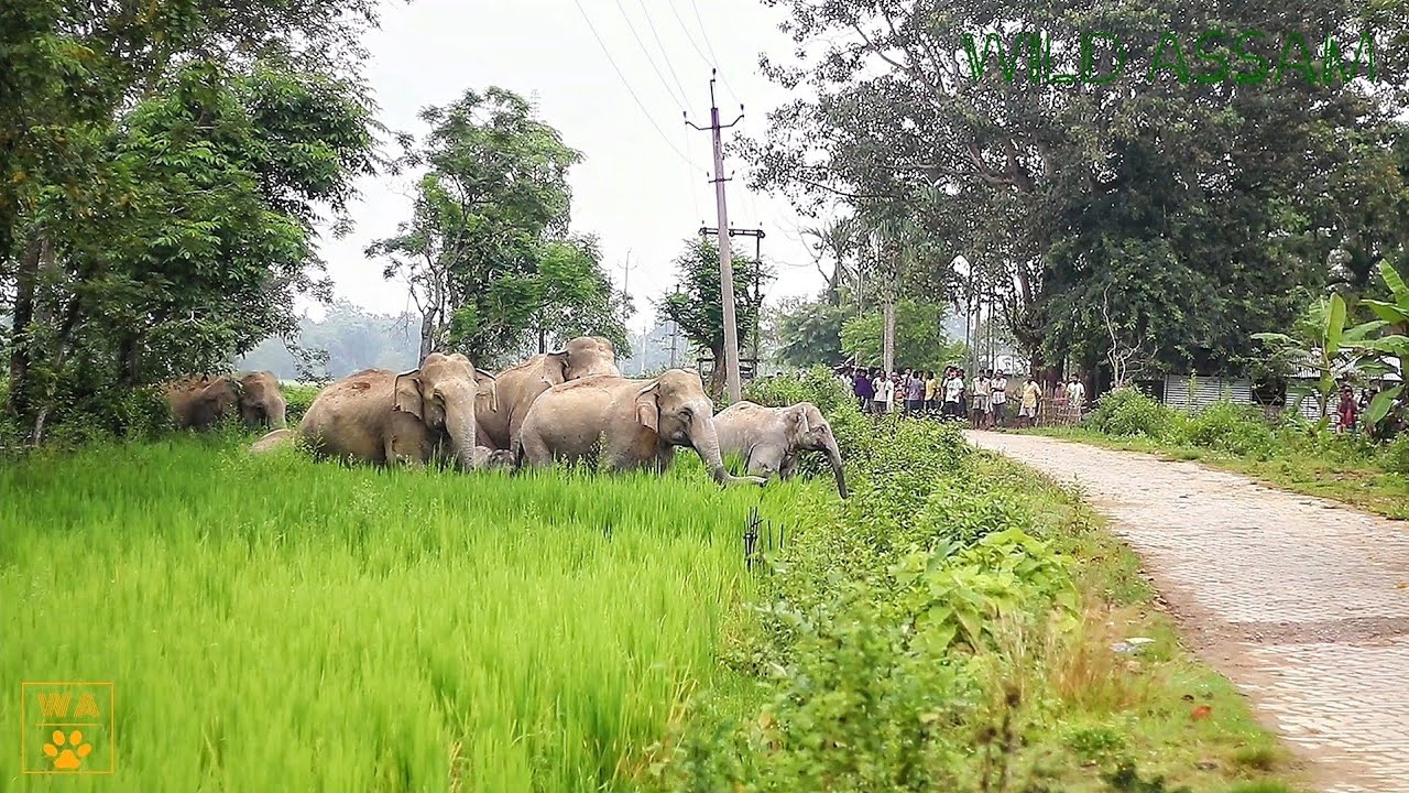 NERVOUS ELEPHANTS HESITATE TO CROSS THE VILLAGE ROAD || AS THEY ARE ...