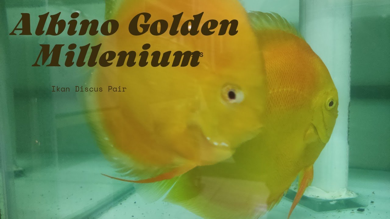 Ikan Discus Albino Golden Millenium Pair - YouTube