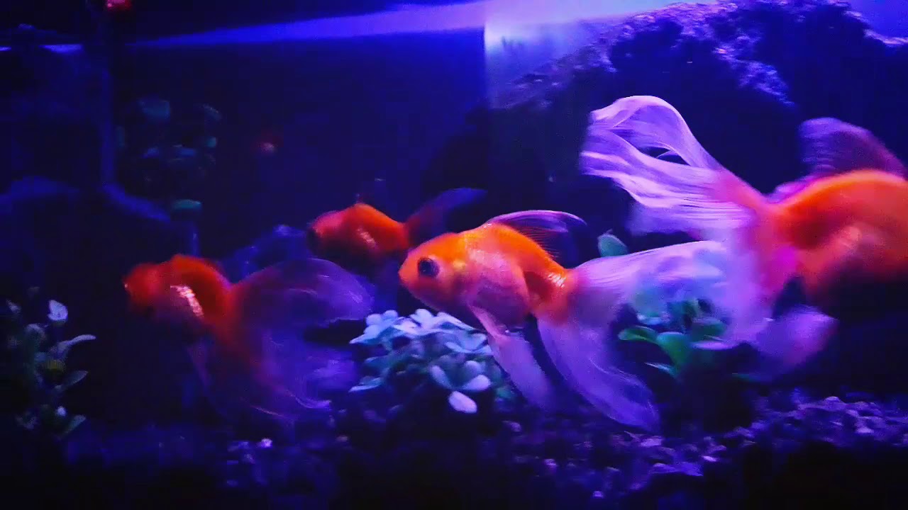#Goldfish #Aquarium# Live Gold Fish aquarium natural stone - YouTube