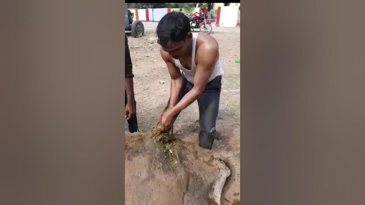 इस किसान ने बचाई गाय की जान #facts #shortsfeed #amazingfacts #shortfeed #amazing #shorts - YouTube