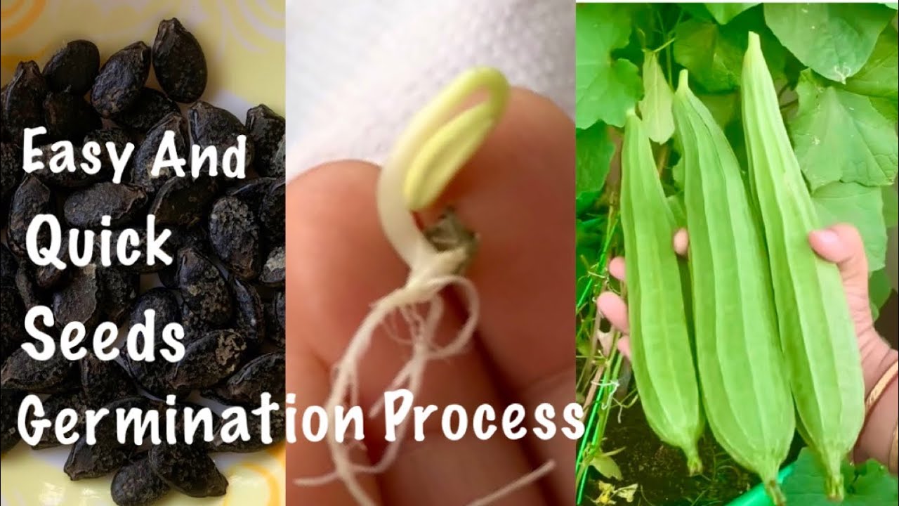 Easy And Quick Way To Germinate Ridge Gourd Seeds At Home /How To Grow ...