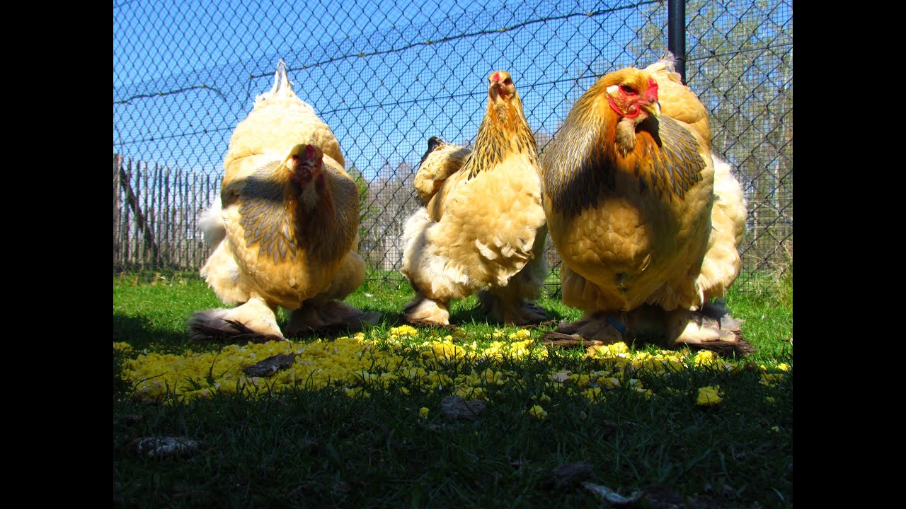 Brahma Farm Belgium ( Crushed eggs for the brahmas ) - YouTube