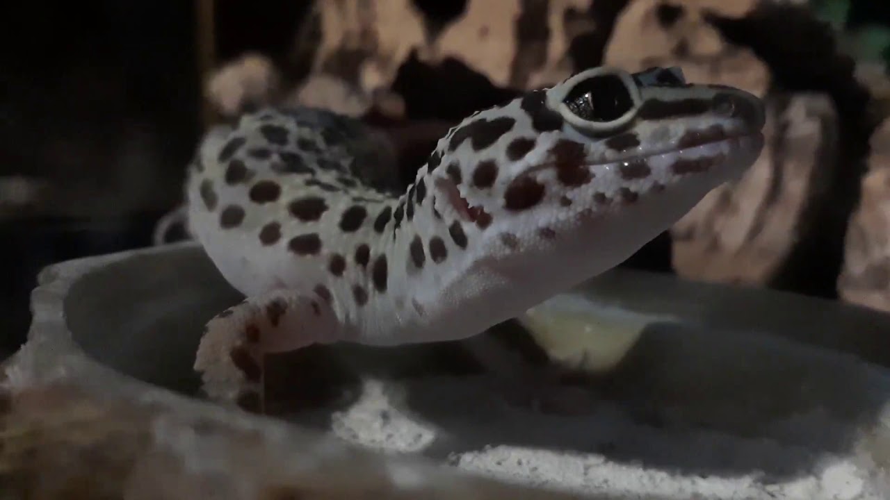You're a lizard, Buddy! - YouTube