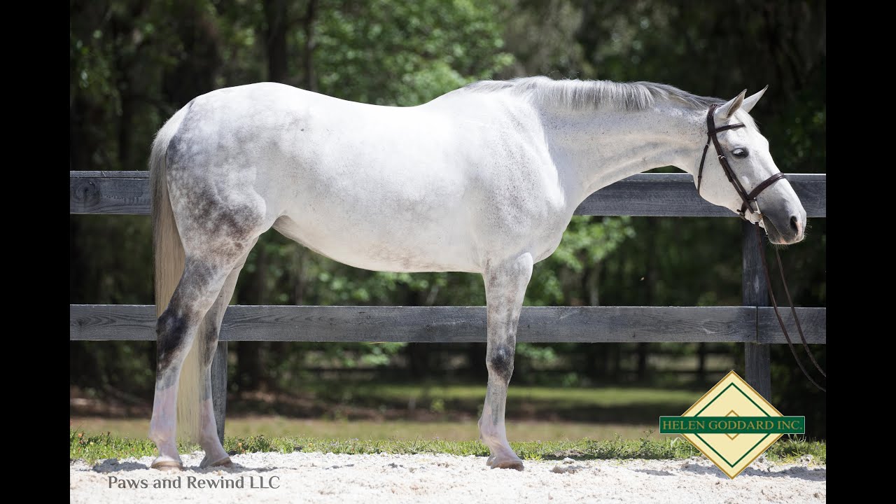 Available: 16.1h, 14 Y/O, Dutch Mare - YouTube