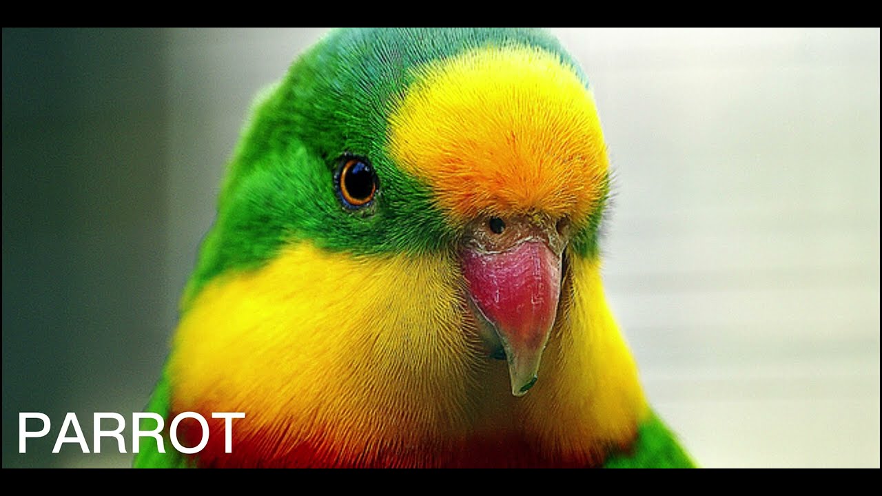 PETS TALK???/PETS SOUNDS - YouTube