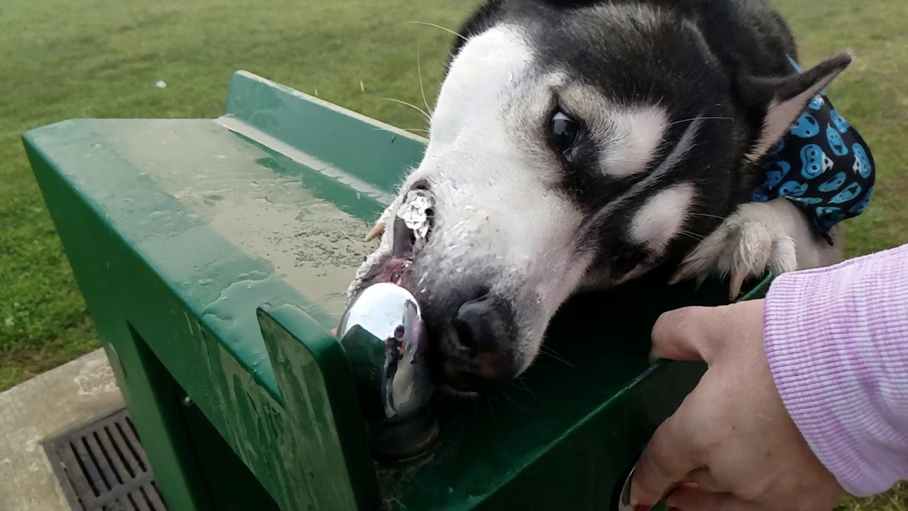 Husky drinking from fountain in slow motion - YouTube