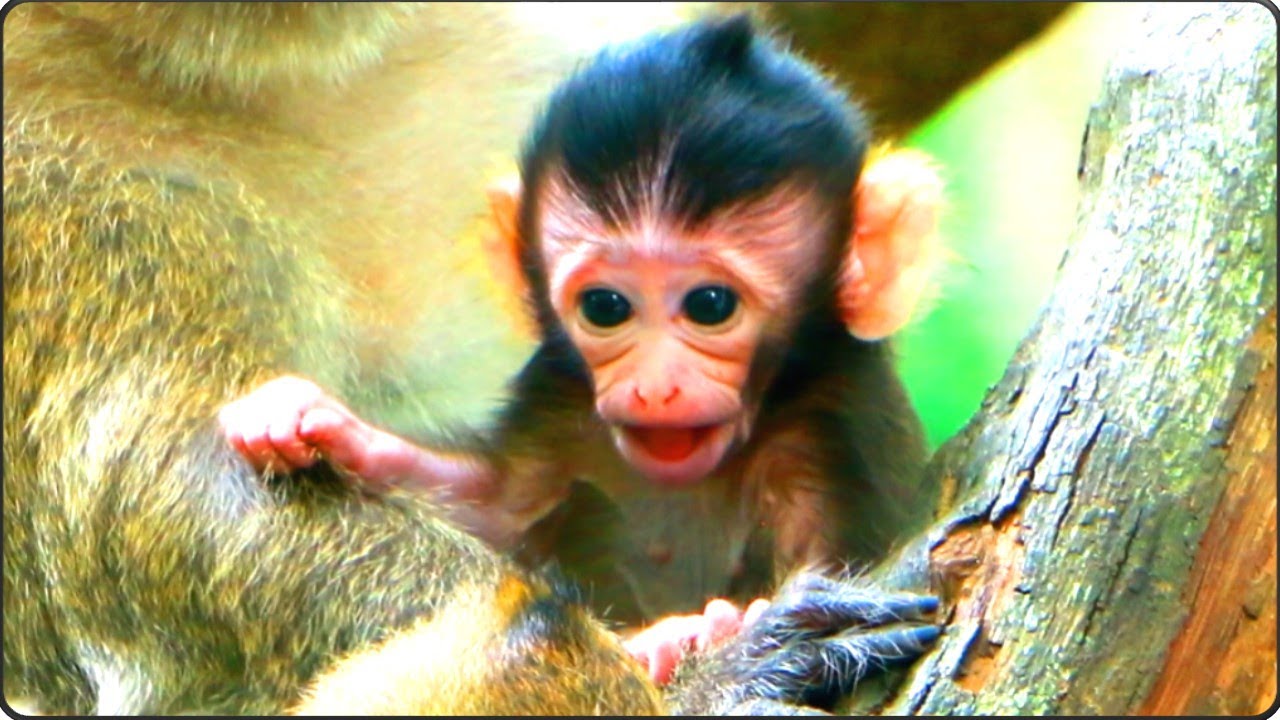 || BB monkey Draya look so adorable & Healthy BB | - YouTube