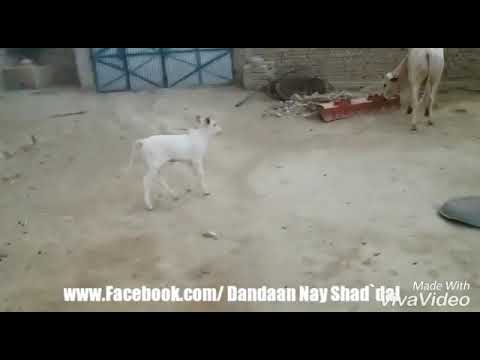 Funny Dhani calf || Masti mood || Jumping - YouTube