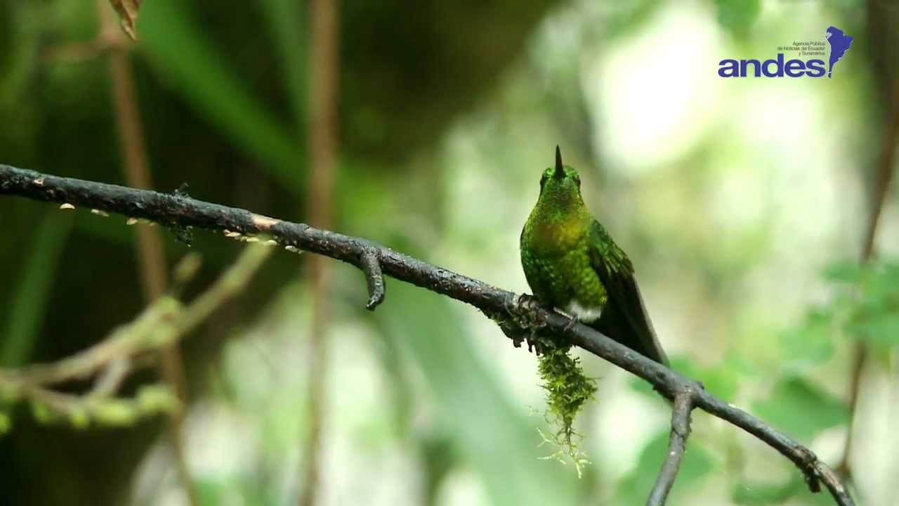 EL Colibrí - YouTube