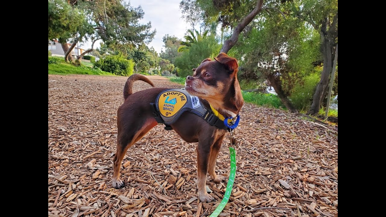 Let's go on a Furry Field Trip! - YouTube