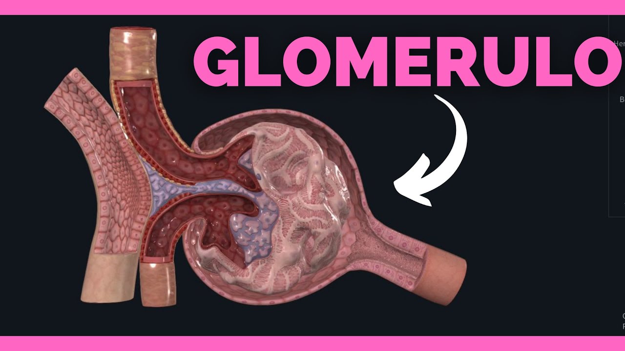 ASI ES el GLOMERULO de forma MICROSCOPICA | ANATOMIA DEL RIÑON - YouTube