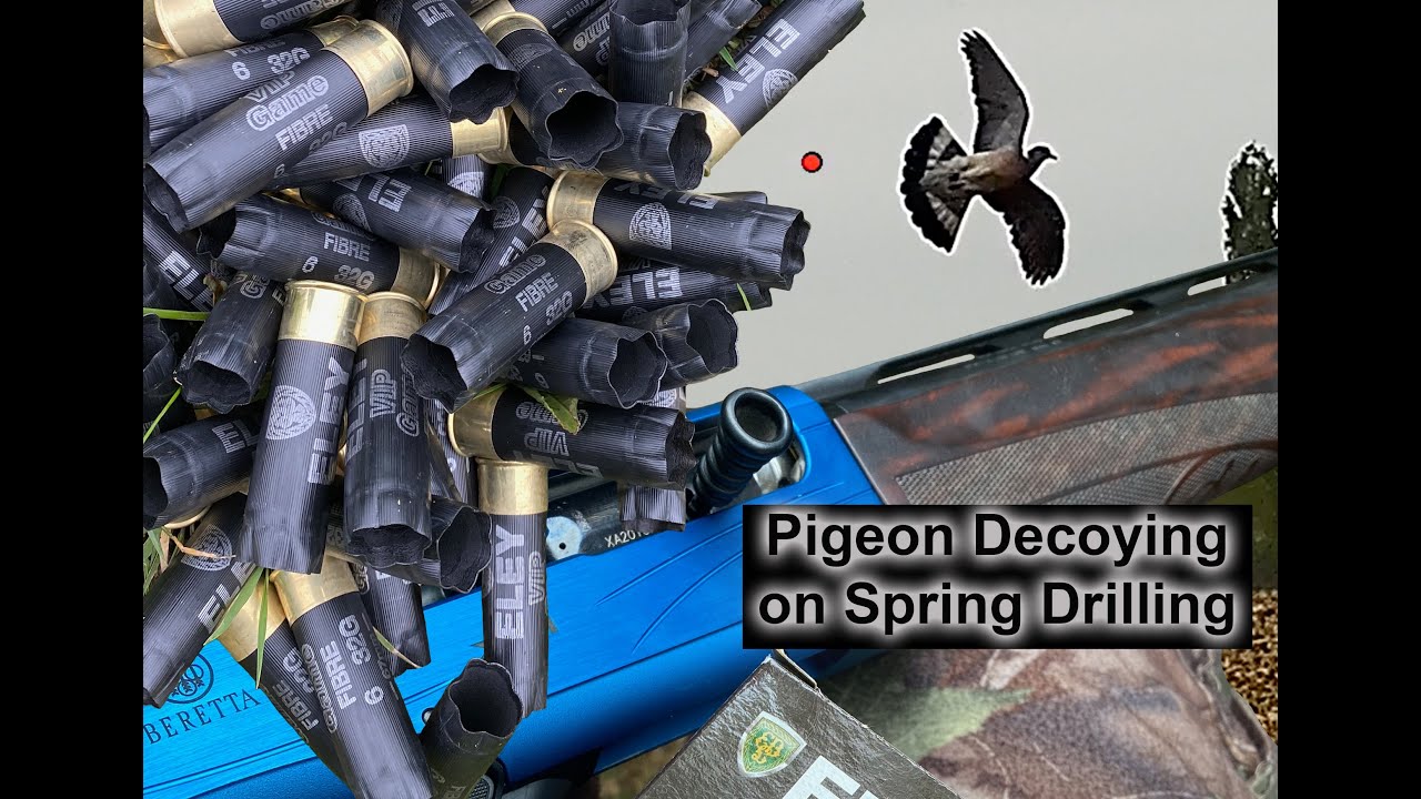 Pigeon Decoying on Spring Drilling 100+ Bag - YouTube