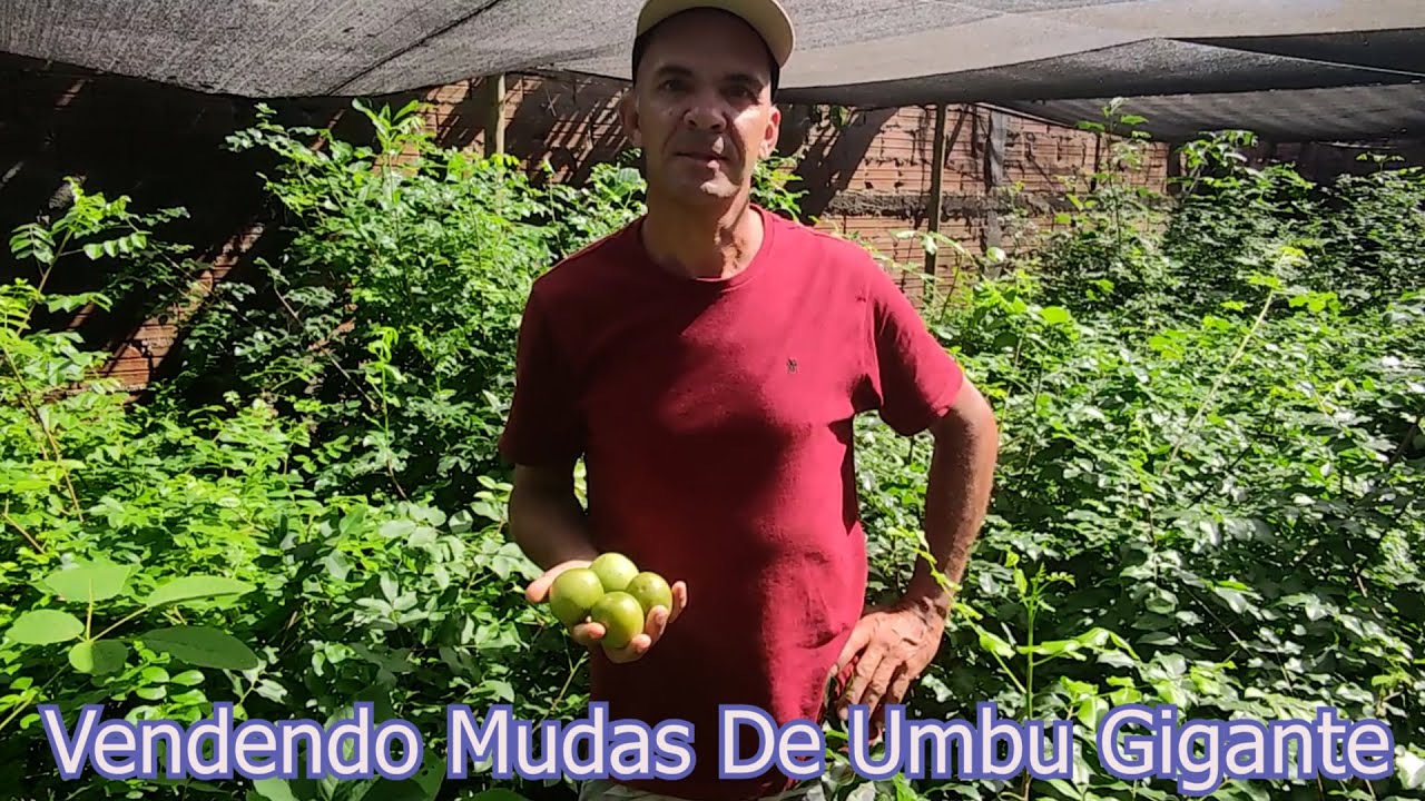 Vedem-se Mudas De Umbu Gigante - YouTube