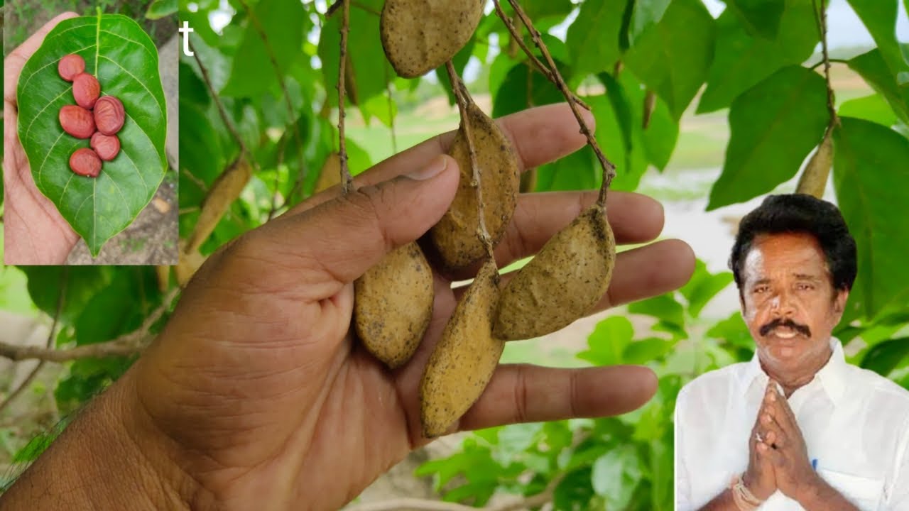 లక్షలు ఖర్చు పెట్టిన తగ్గని వ్యాధులు ఈ మొక్క తేలికగా తగ్గిస్తుంది ...