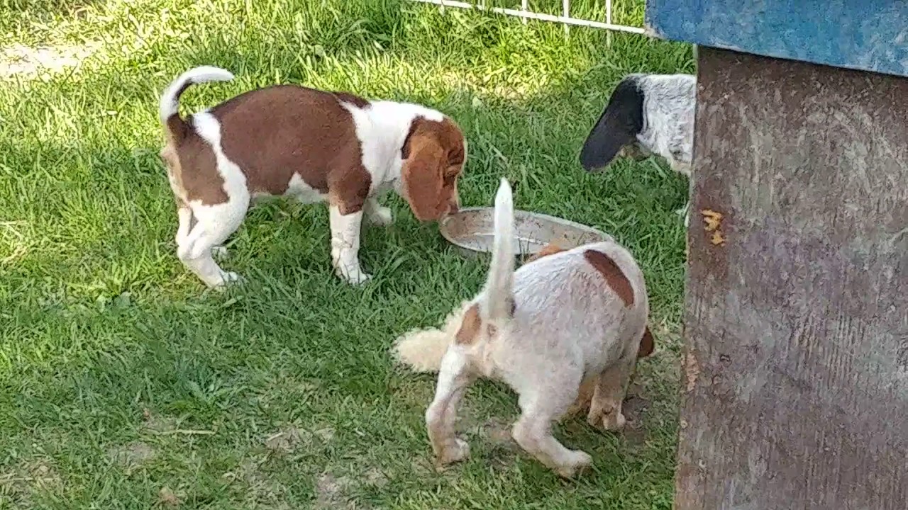 Love Chocolate? Check out these Chocolate Beagle puppies! - YouTube