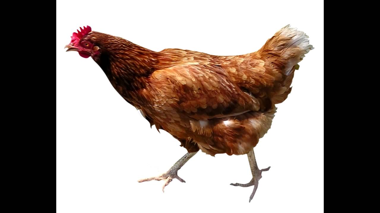 Fable Chicken Song!!! - YouTube