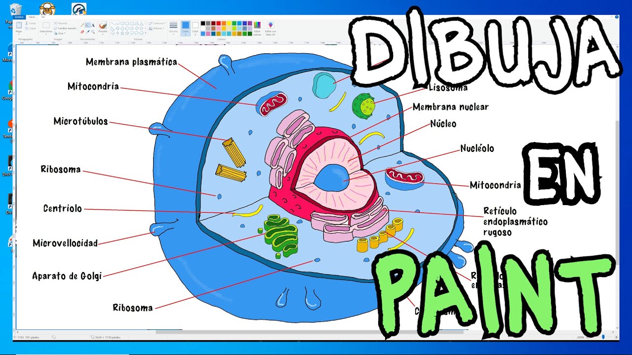 🧬 ¡Dibuja una Célula Humana en PAINT! Tutorial Fácil + Nombres de ...