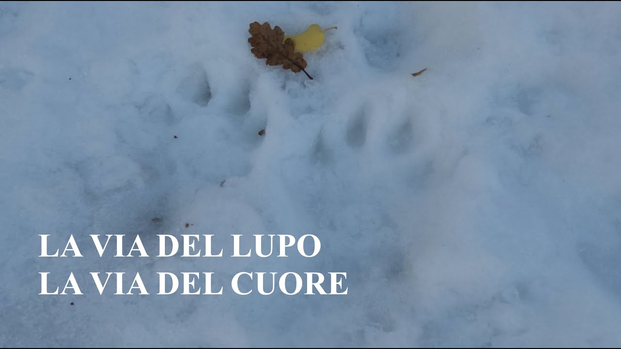 La via del lupo, la via del cuore - YouTube