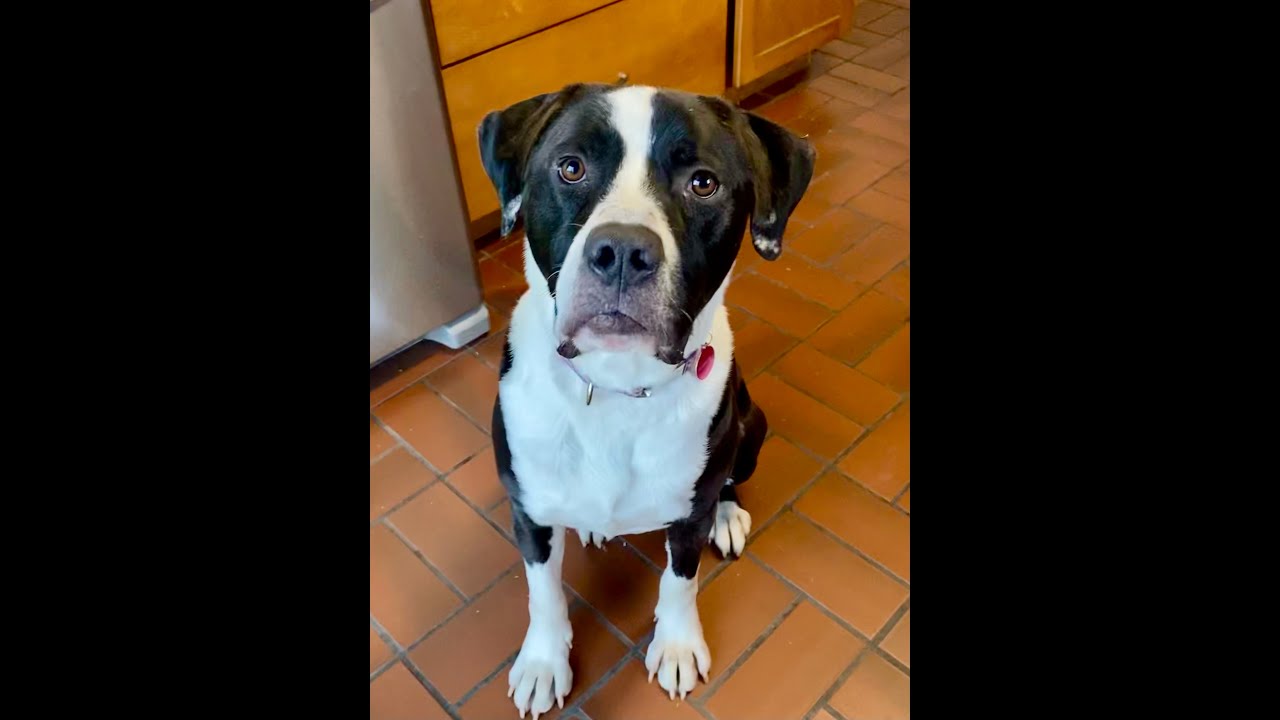 Duke the Big Chill Dog! - YouTube