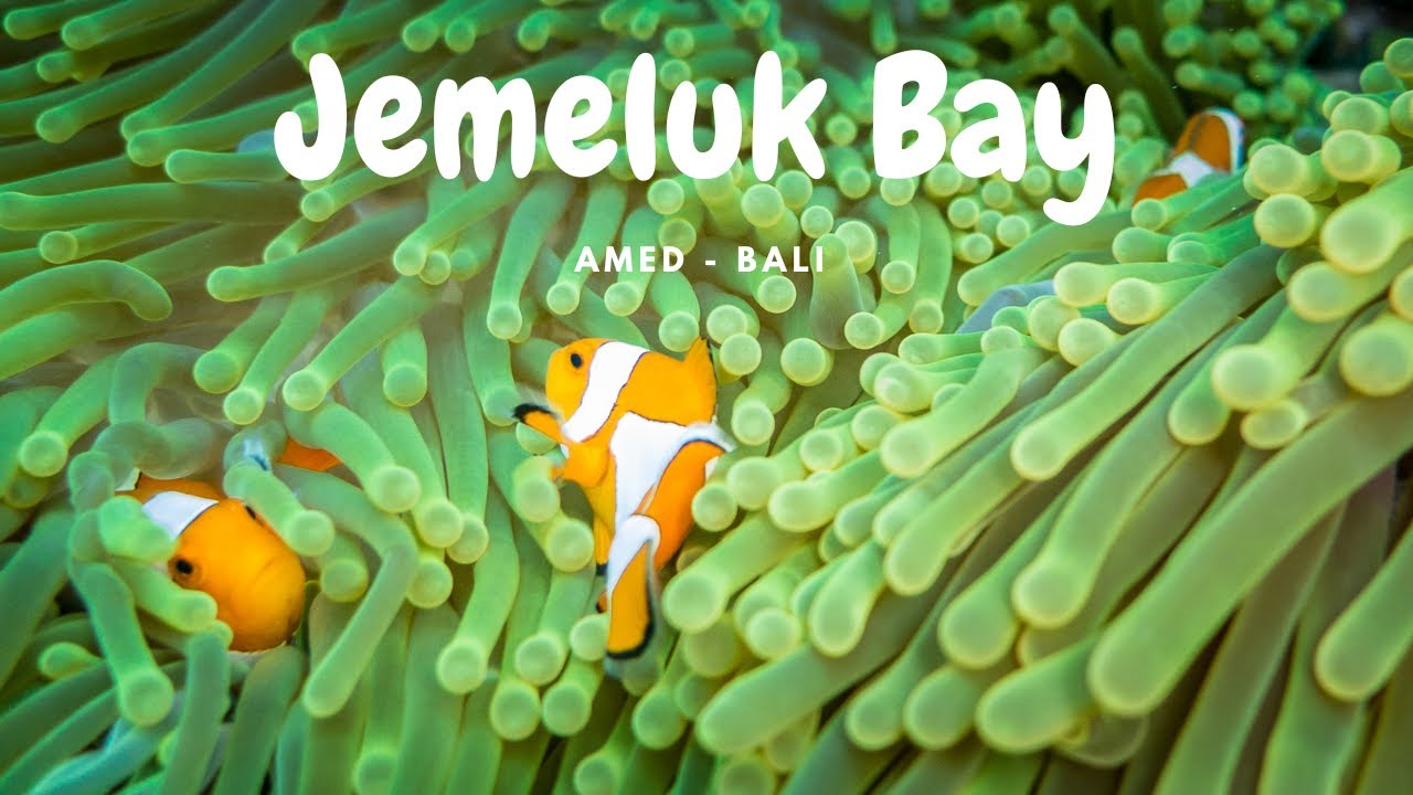 O melhor lugar para praticar snorkeling em Bali - Jemeluk Bay - YouTube