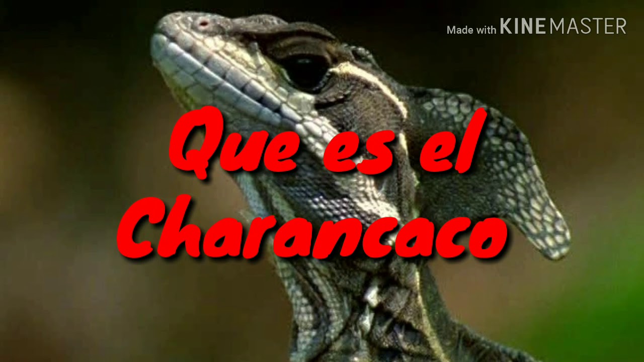 Que es el charancaco 🤔🤔🤔 - YouTube