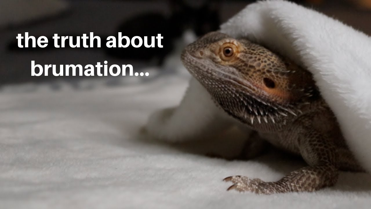 BRUMATION 101 | Everything You Need to Know. Is It Optional? - YouTube