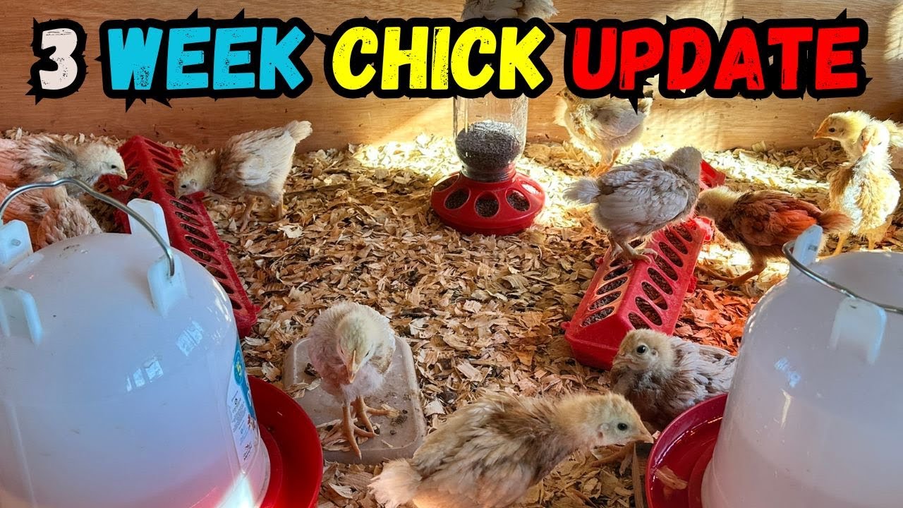 3 Week Chick Update! They Are Growing FAST!!! #chicks #chicken #egg # ...