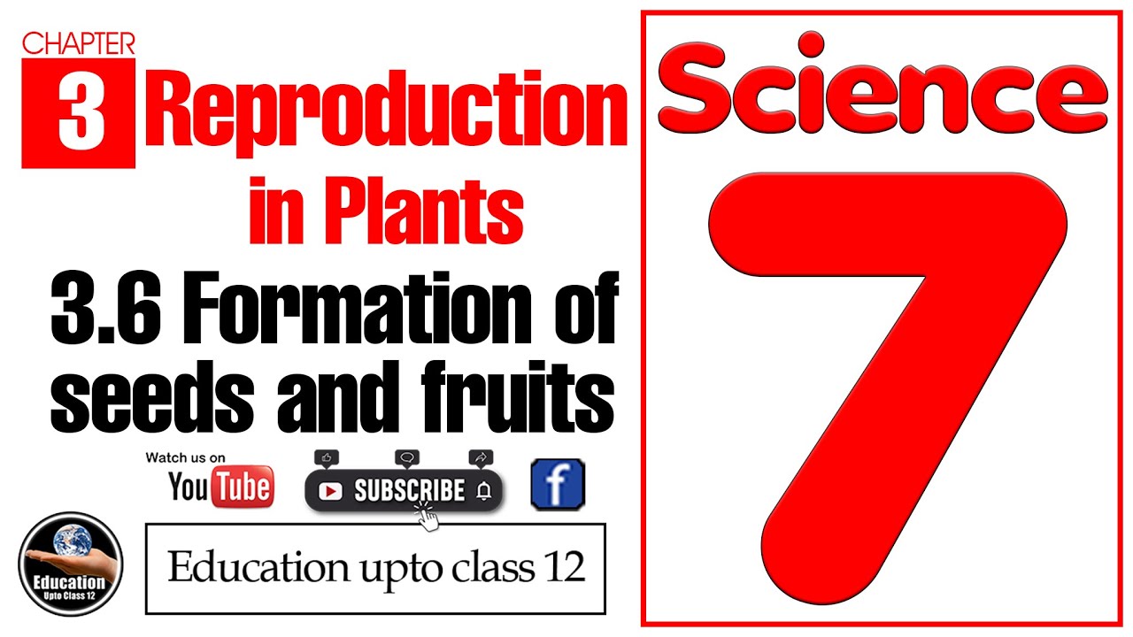 Formation of seeds and fruits@educationuptoclass12 - YouTube