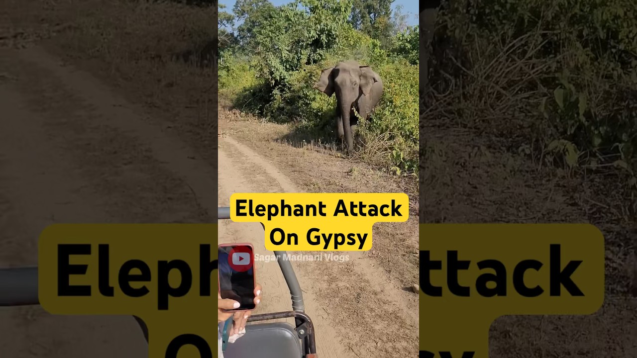 Elephant Attack On Gypsy- Jim Corbett National Park #shorts #tiger # ...