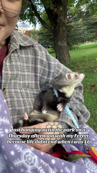 Grateful! #ferretadventure #ferretnation #animalbehavior #cute #ferret ...