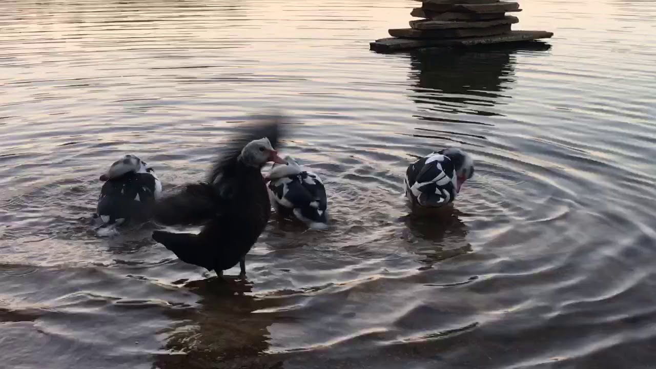 Ducks Working Out II - YouTube