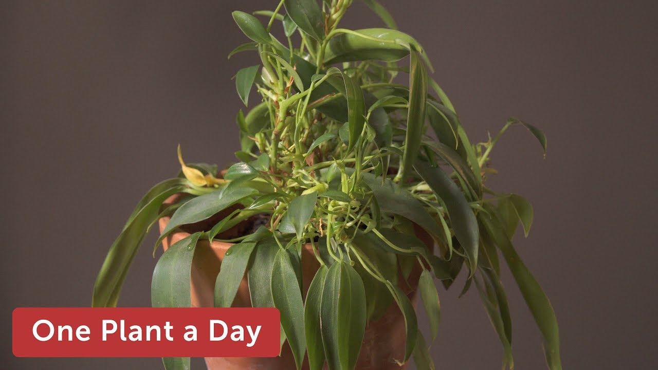 Philodendron wend-imbe Houseplant Care — 161 of 365 - YouTube