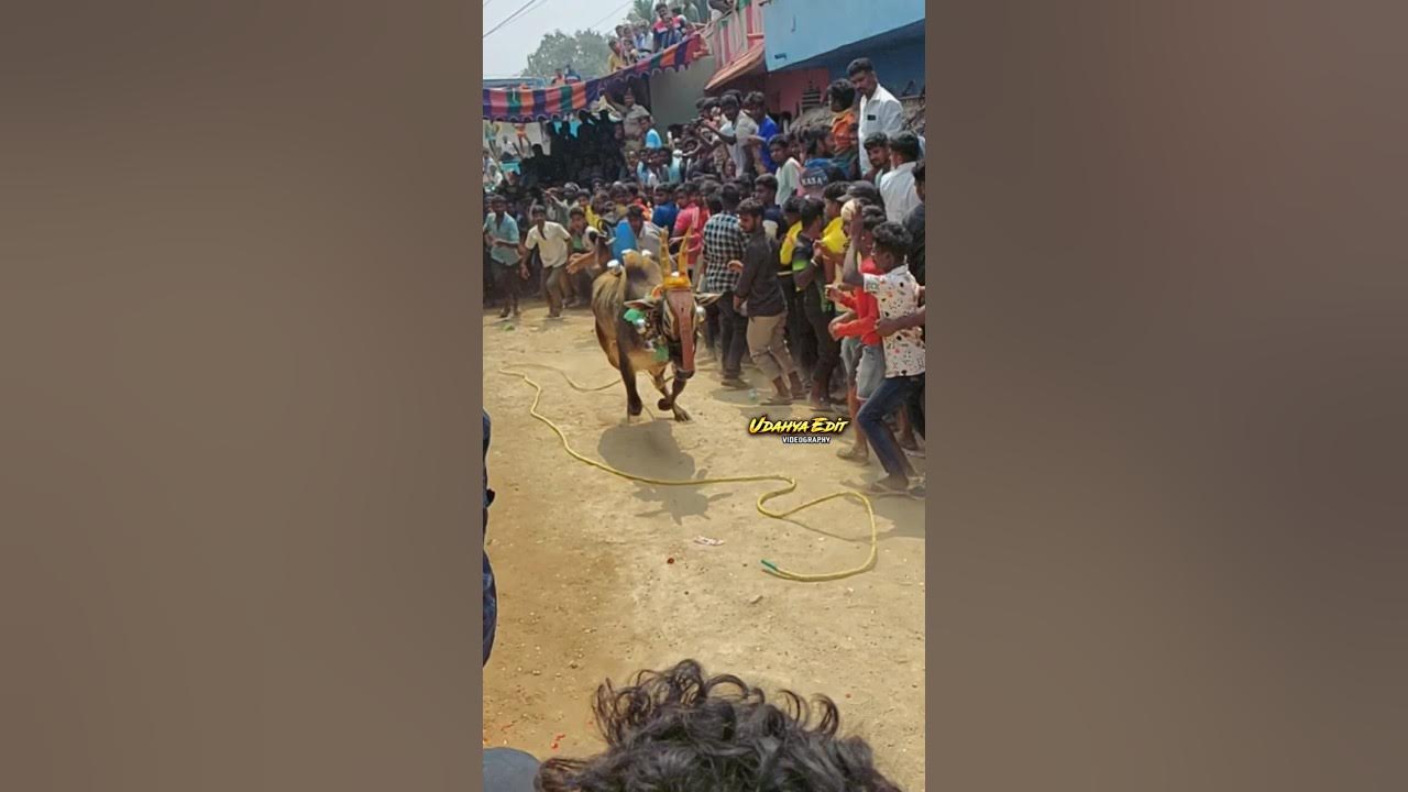 ️🔥Bolreddiyar nandhu #vellore #eruthukattu #vadamadumanjuvirattu # ... ️🔥Bolreddiyar nandhu #vellore #eruthukattu #vadamadumanjuvirattu # ...